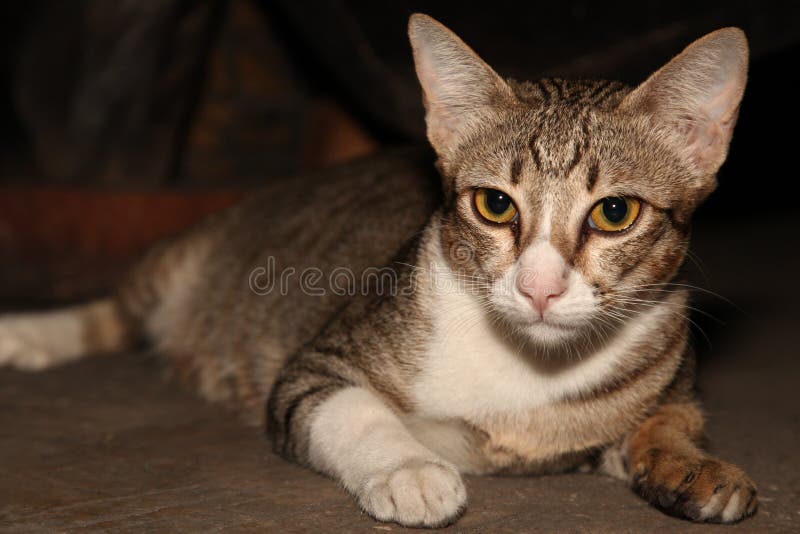 The Cat Gray Color Look Like Gray Tiger Stock Photo - Image of whiskers ...
