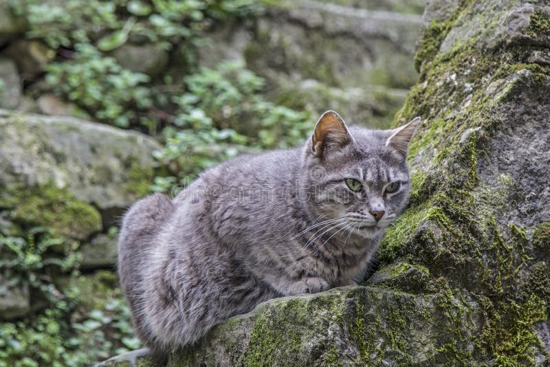 Cat stock image. Image of puss, mouser, tomcat, italy - 53601781