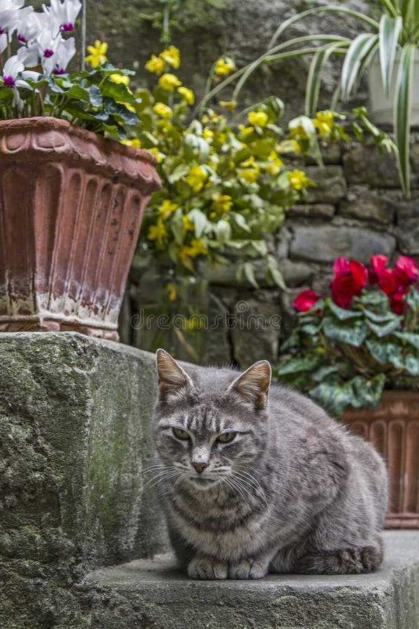 Cat stock photo. Image of mouser, puss, flowers, tomcat - 54099414