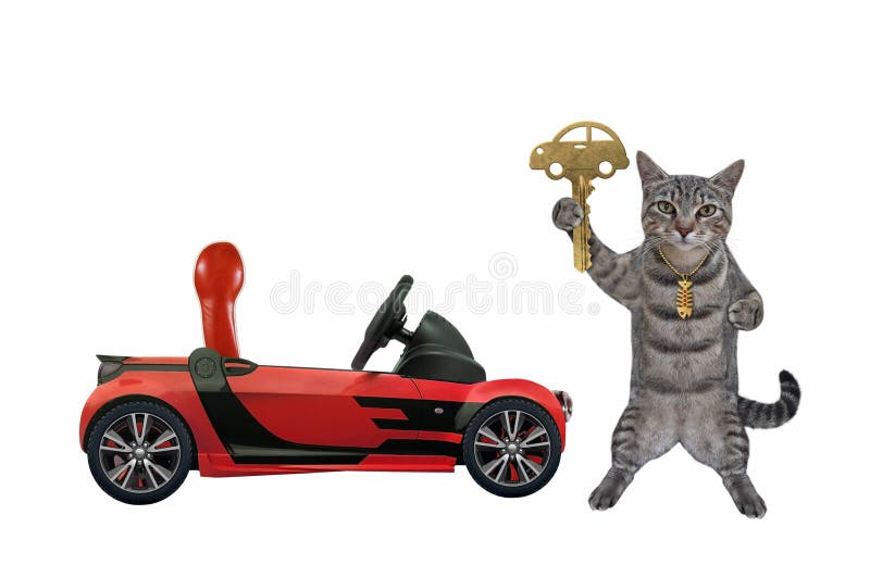 Cat Gray with Key at Red Car Stock Image - Image of background, mood ...