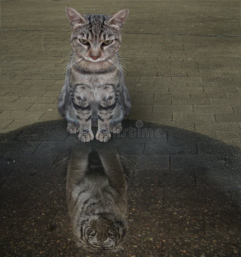 Cat gray looks at puddle stock image. Image of concept - 206155179