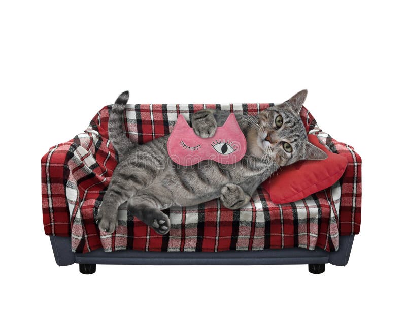Cat Gray in Mask Sleeps on Checkered Sofa Stock Photo - Image of cozy ...