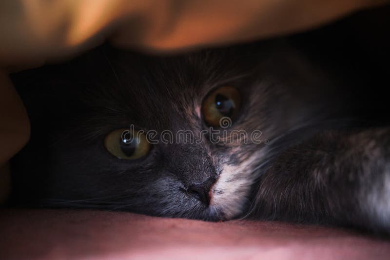 Cat Gray Muzzle Peeks Out from Under the Blanket. Color Cat Muted ...