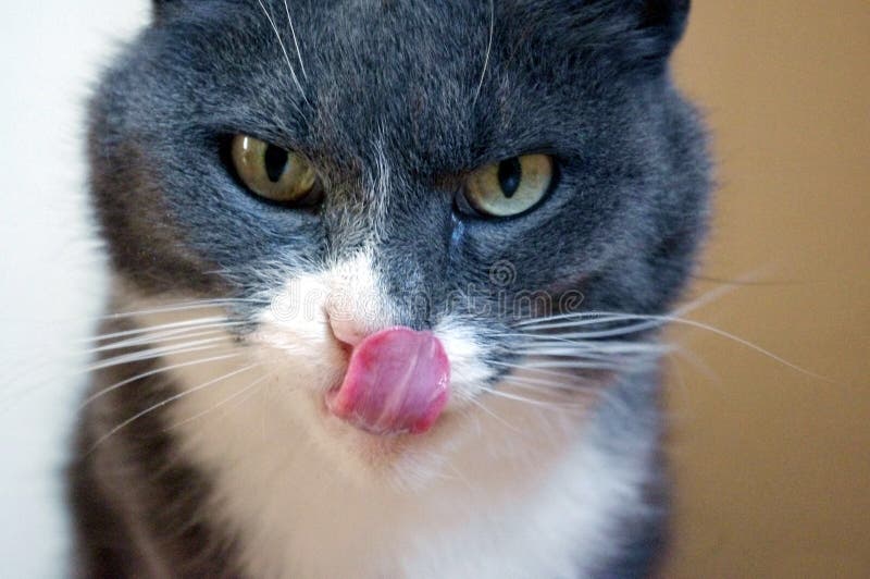 Cat Toung Stock Photos - Free & Royalty-Free Stock Photos from Dreamstime