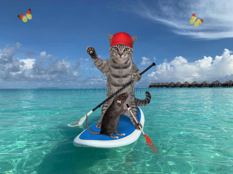 Cat Gray on Stand Up Paddle Board 2 Stock Photo - Image of holding ...
