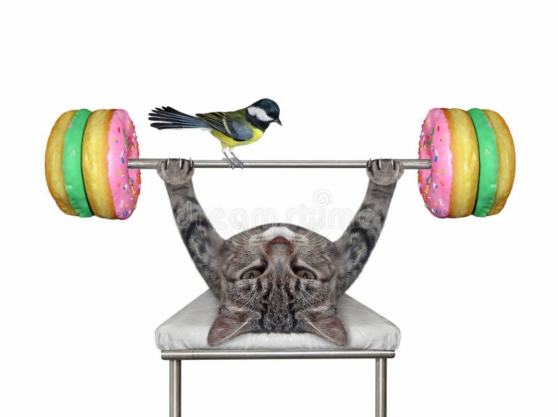 Cat Gray Training on Bench Press 3 Stock Photo - Image of competition ...