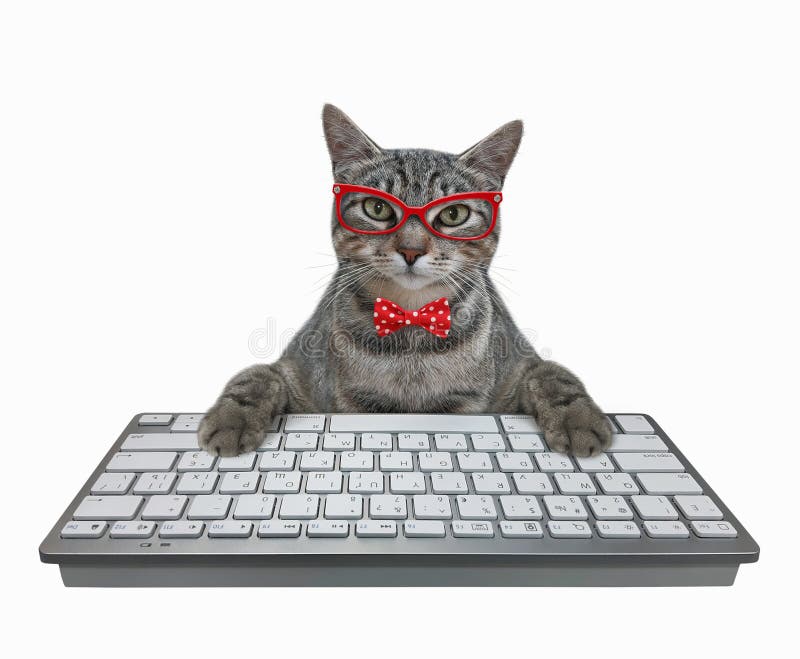 Cat with a white keyboard stock image. Image of press - 125621197