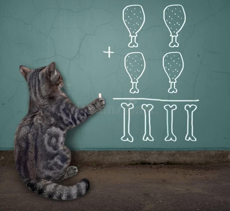 Cat Gray Writes Equation on Wall 2 Stock Image - Image of school ...