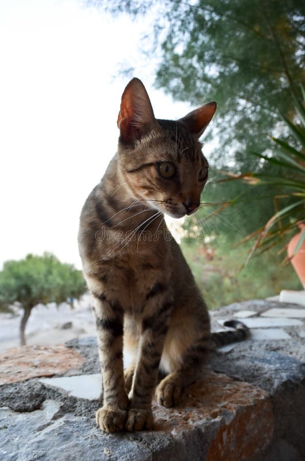 Cat in greek taverna stock photo. Image of vacation, calm - 45887696