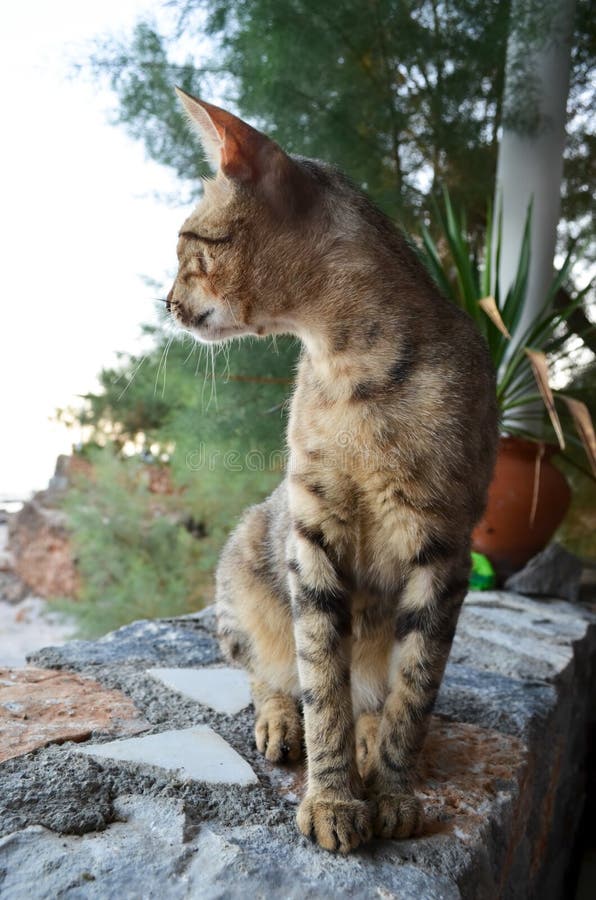 Cat in greek taverna stock photo. Image of outdoor, crete - 45887854