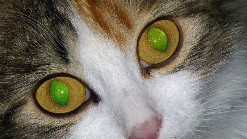 Cat green eyes hypnotizing stock image. Image of hair - 109367915