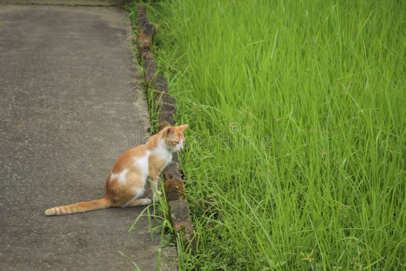 A cat beside green field stock image. Image of forest - 119620685