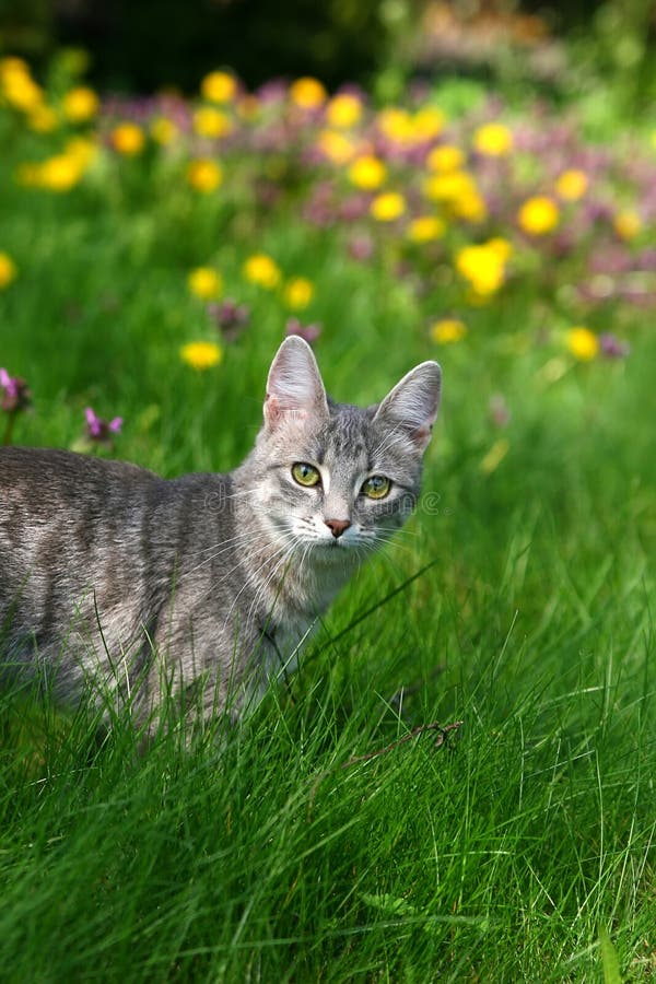 Cat on Green Grass and Flower Stock Photo - Image of food, anticipate ...