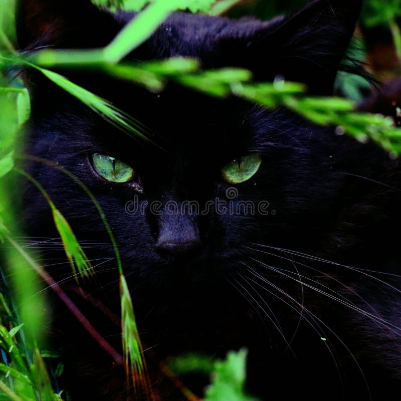 Cat, Green Grass Foreground Green Eyes Stock Photo - Image of grass ...