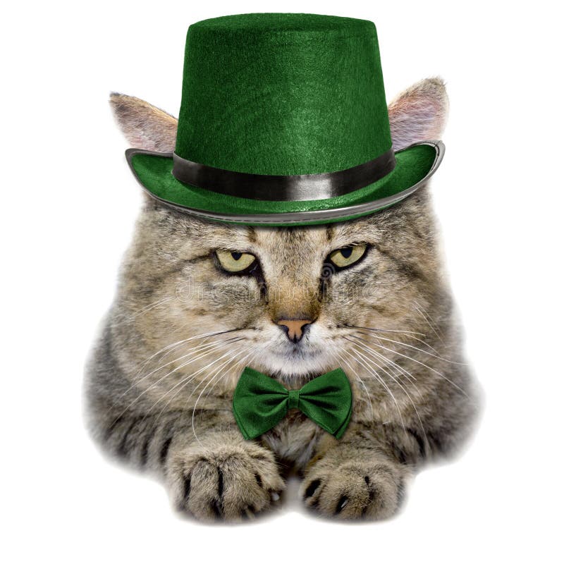 139 Cat Green Hat Cats Stock Photos - Free & Royalty-Free Stock Photos ...
