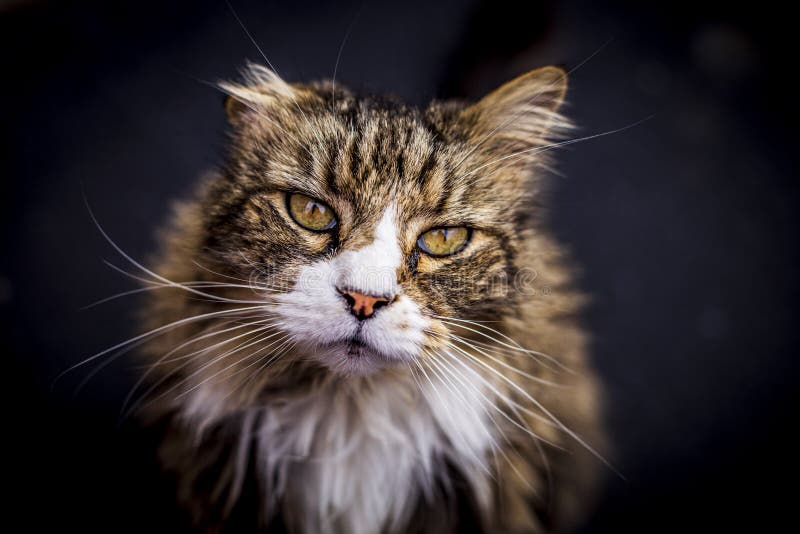 A Cat with Green and Hazel Eyes Looking at the Camera Stock Image ...