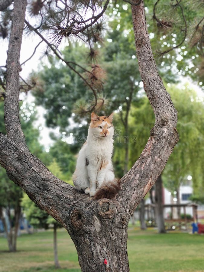 Cat Green Tree Colors Brawn Stock Photo - Image of brawn, tree: 251910406