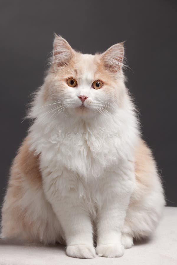 Fat fluffy cat stock image. Image of serene, animal, domestic - 15690723