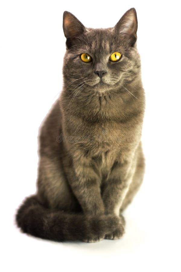 Cat grey stock image. Image of canine, expression, intent - 59849011