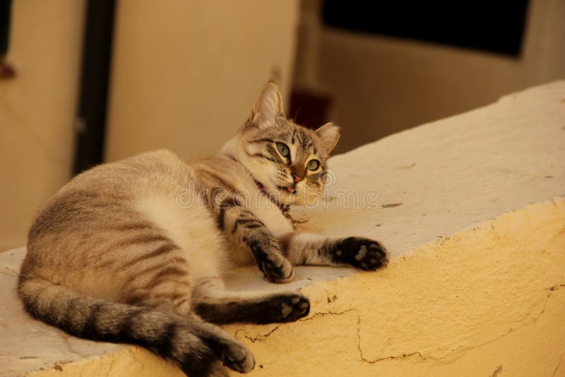 Cat Hackles Photos - Free & Royalty-Free Stock Photos from Dreamstime