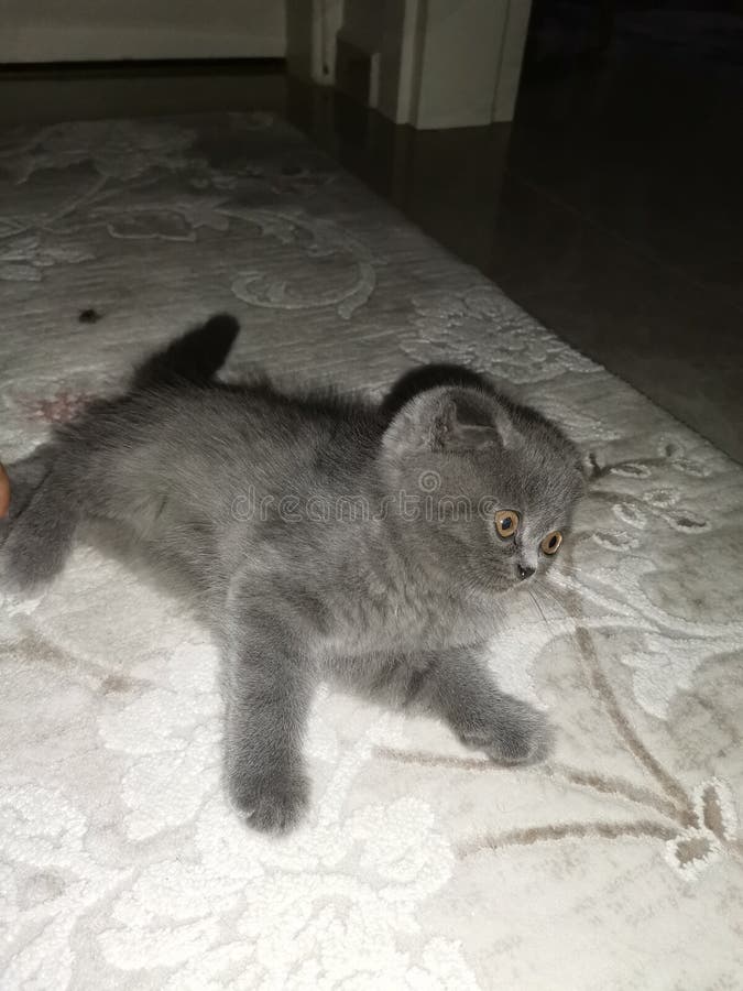 Cat Grey Smile Natural Cute Stock Photo - Image of natural, cute: 220246192