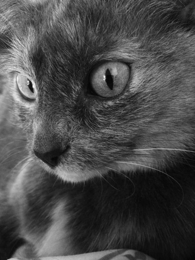 Cat stock image. Image of blackandwhite, cateyes, greyscale - 51518791