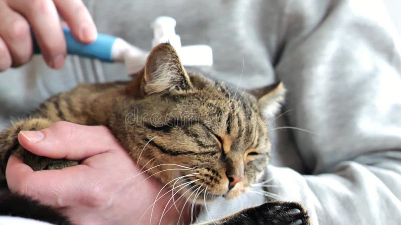 Cat Grooming.cat Enjoys the Process of Brushing.Cat Care at Home. Cat ...