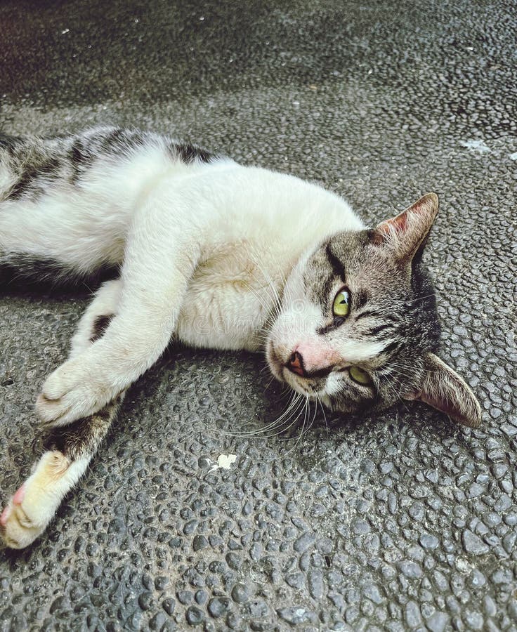 A Cat stock image. Image of streetcat, relax, ground - 264255319