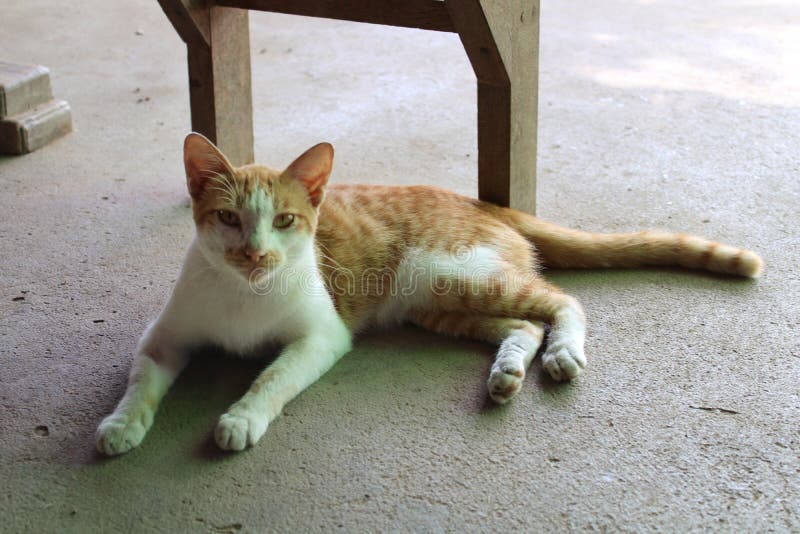 A cat on the ground. stock image. Image of ground, mammal - 158114683