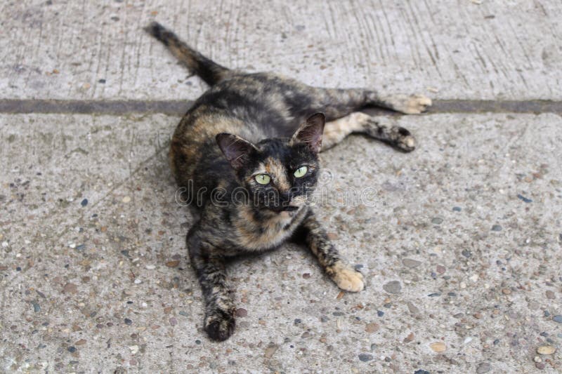 A cat on the ground. stock photo. Image of ground, mammal - 158098352
