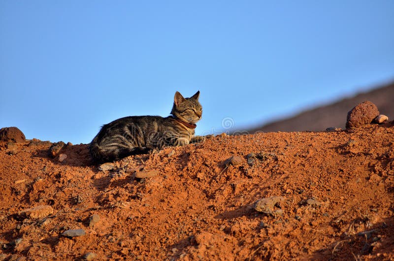 Cat on the ground stock photo. Image of summer, nature - 101093578