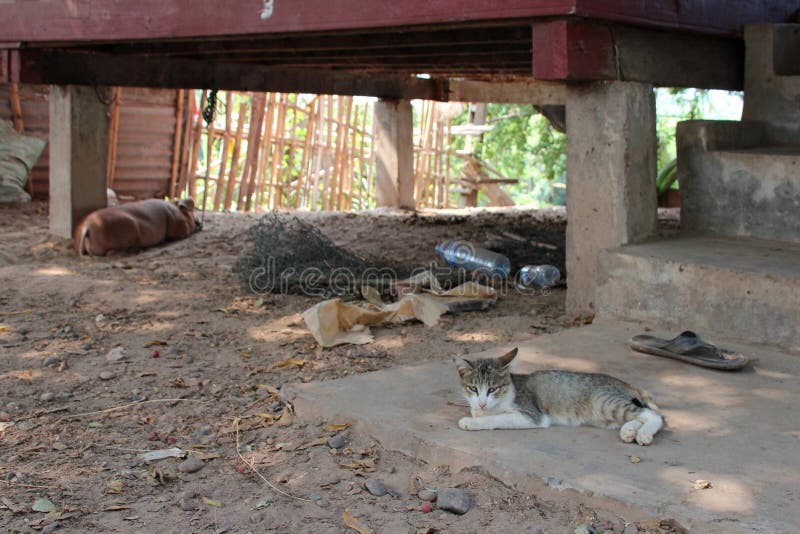 Cat on the ground - laos stock image. Image of laos - 354496653