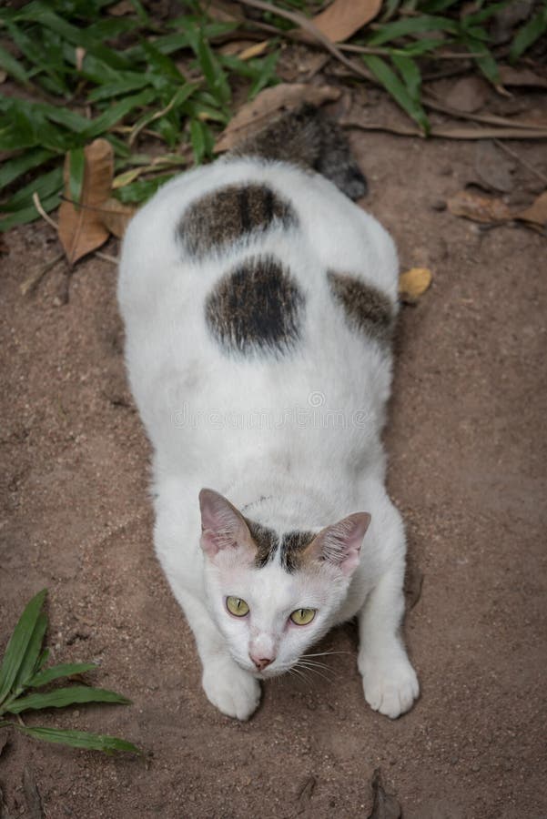 Cat on ground stock image. Image of animal, eyes, park - 76302787
