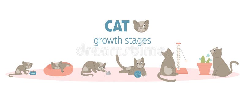 Stages Life Cat Stock Illustrations – 39 Stages Life Cat Stock ...