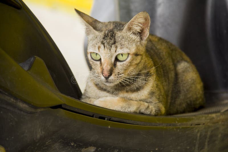 A Cat on Guard while Stalking Its Enemies Stock Image - Image of hiding ...