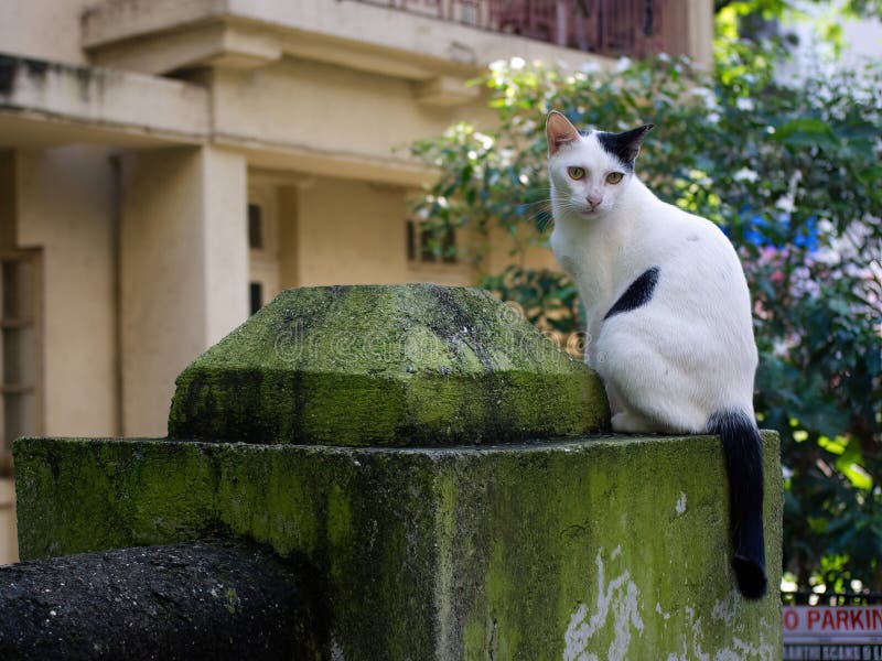 Cat guarding an entrance stock photo. Image of entrance - 295495142