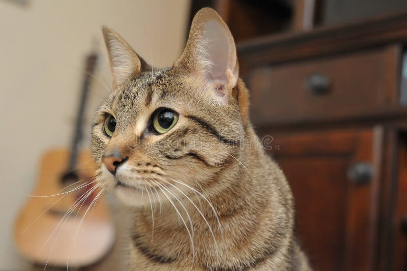 Cat and Guitar Horizontal stock photo. Image of ears - 68300862