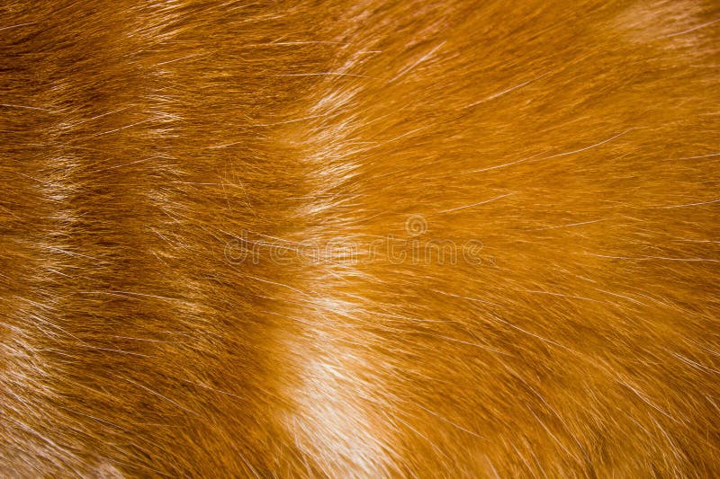Cat hair background stock image. Image of feline, cute - 166101103