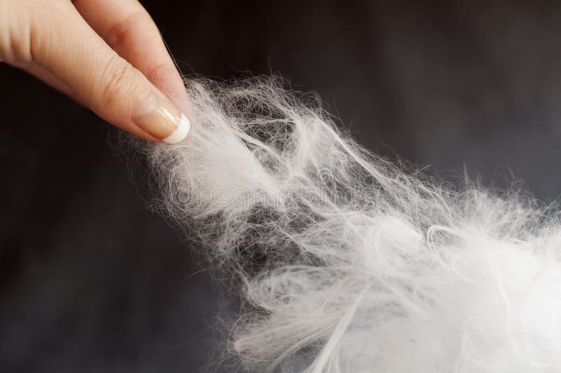 Cat hair stock image. Image of shedding, lots, hairs - 31760967
