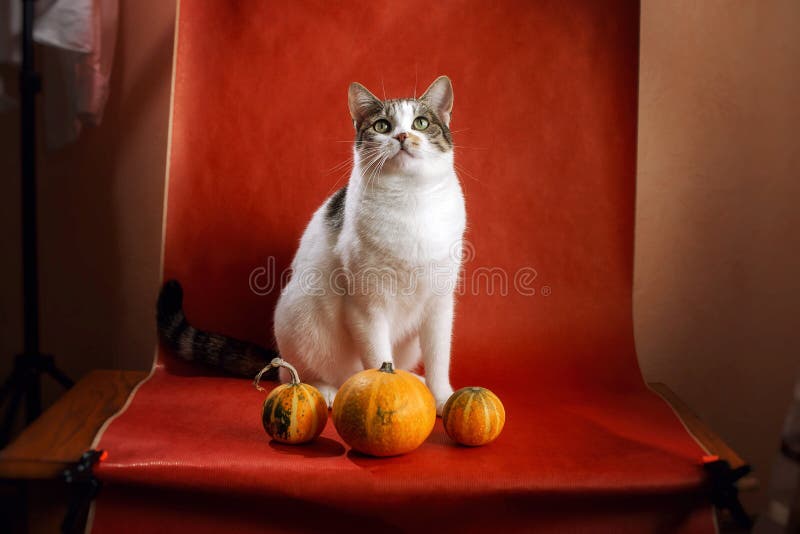 Halloween Symbol Copy Paste Stock Photos - Free & Royalty-Free Stock ...