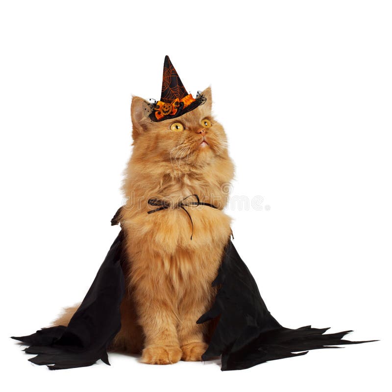 244 Halloween Cat Witches Hat Stock Photos - Free & Royalty-Free Stock ...