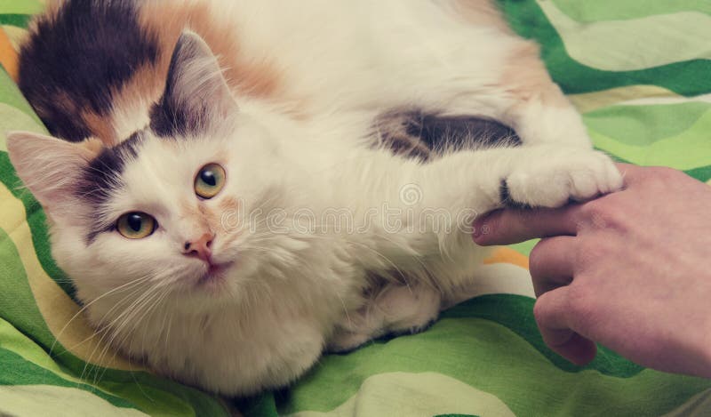 Cat and hand stock image. Image of nature, innocence - 101955075