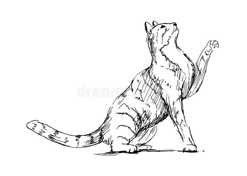 Cat stock vector. Illustration of battle, kitty, hatch - 55420810