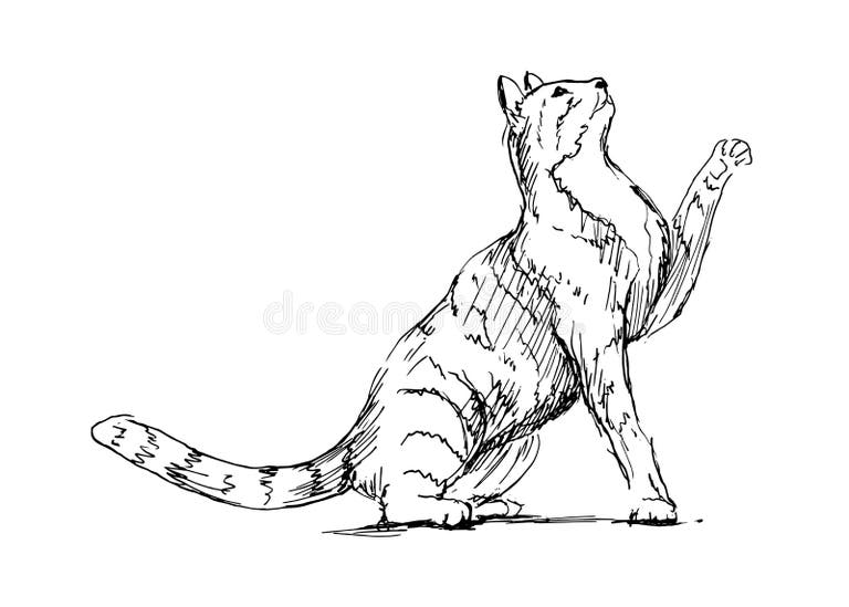 Cat stock vector. Illustration of battle, kitty, hatch - 55420810