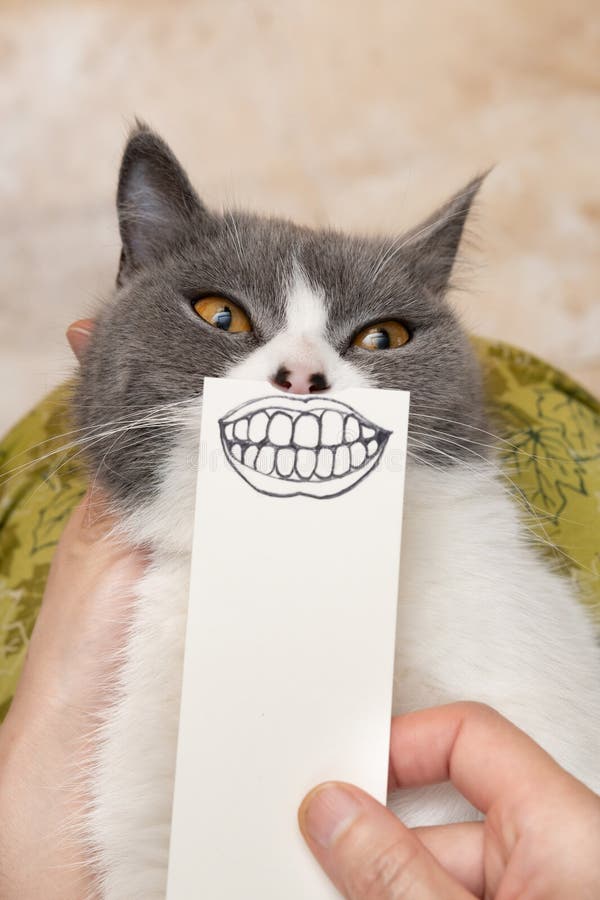 Cat Smiling Teeth Meme Emoji Stock Photos - Free & Royalty-Free Stock ...