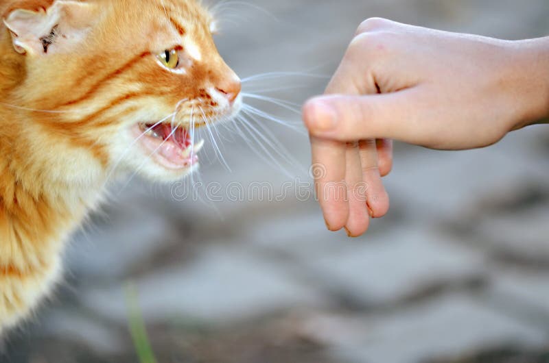 Cat and a hand stock image. Image of furious, meow, attention - 102655077