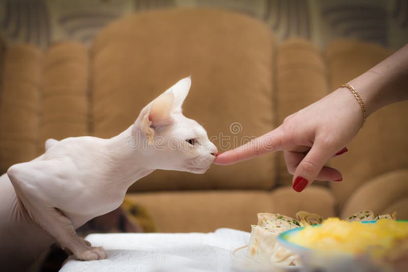 Cat hand stock photo. Image of handcarves, animals, feline - 38776692