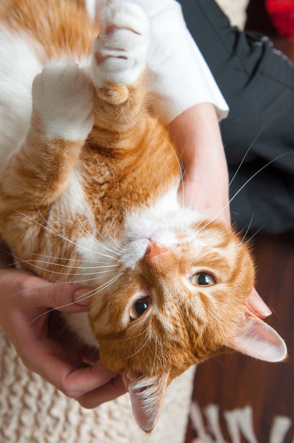 Cat on hands stock photo. Image of fluffy, hand, family - 100217202