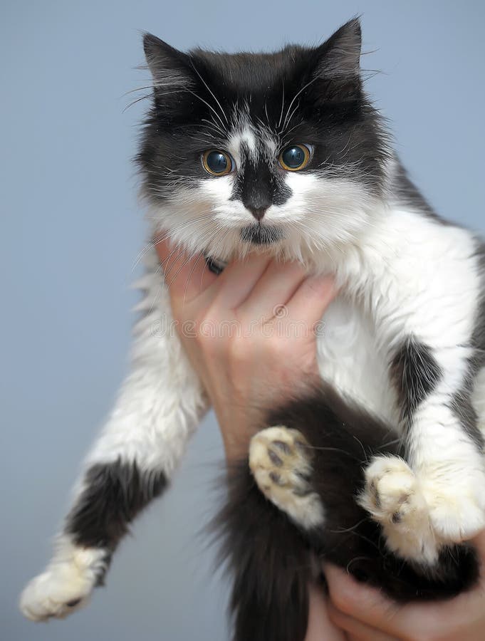 Cat in the hands stock image. Image of feline, attention - 55922335