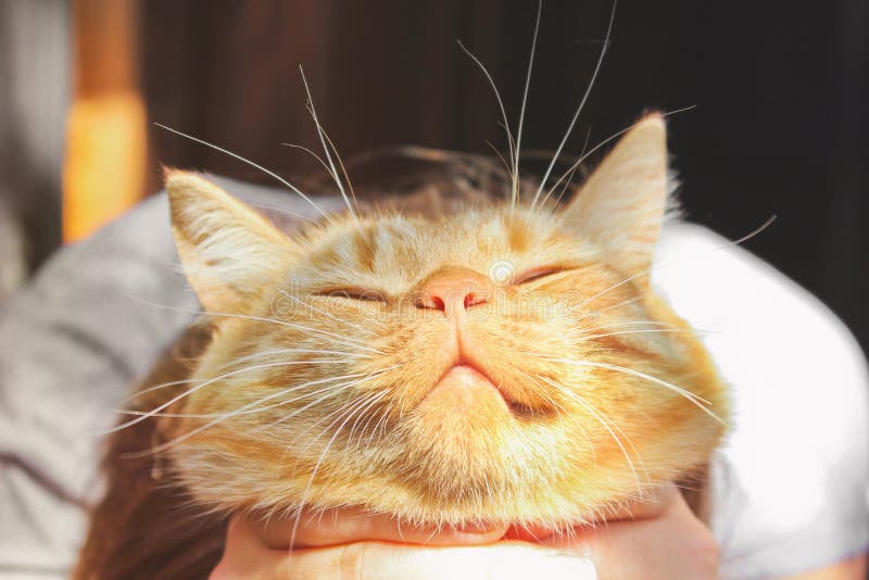 Cat in the Hands. Ginger Cat Stock Photo - Image of hands, cute: 143936866